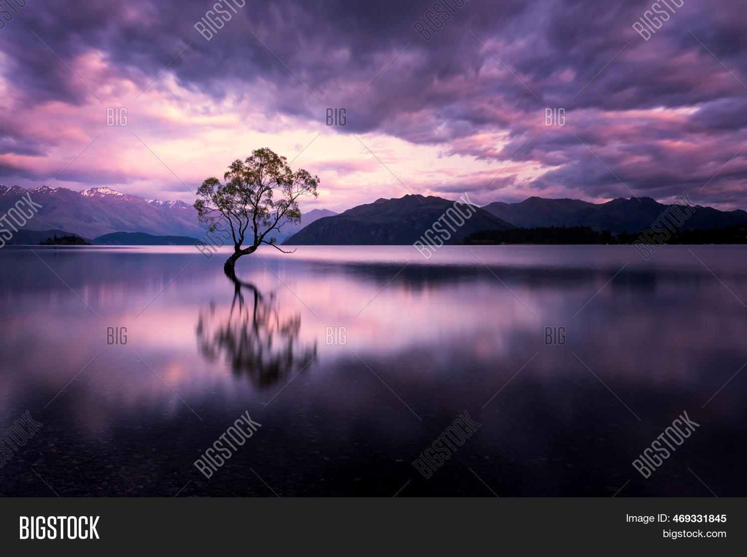 Wanaka Tree Image & Photo (Free Trial) | Bigstock