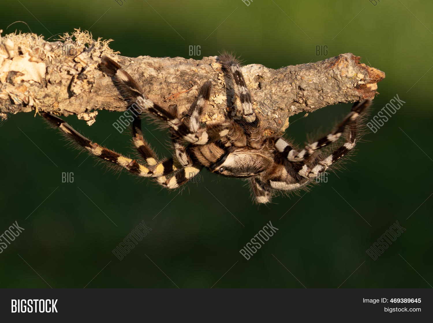 Poecilotheria Image & Photo (Free Trial) | Bigstock