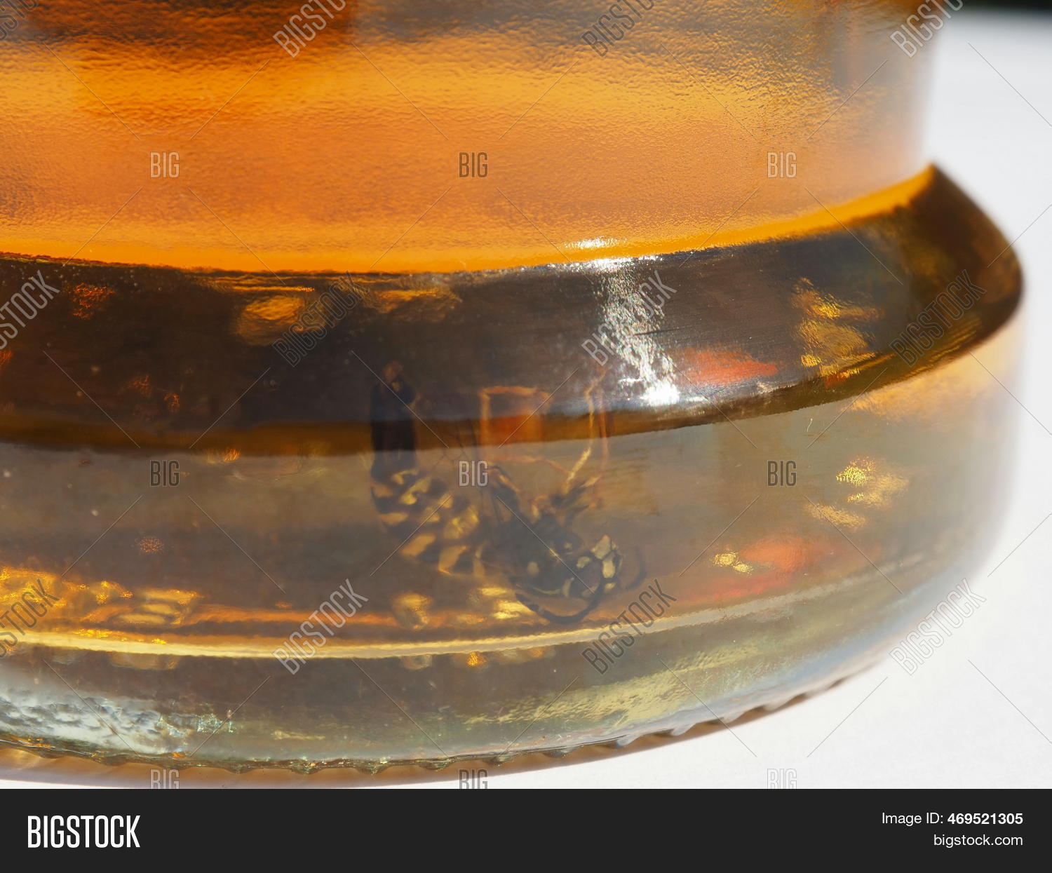 Wasp Beer Bottle. Image & Photo (Free Trial) | Bigstock