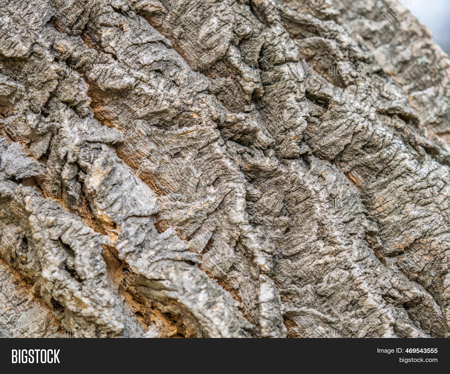 Cork Bark Texture Image & Photo (Free Trial) | Bigstock