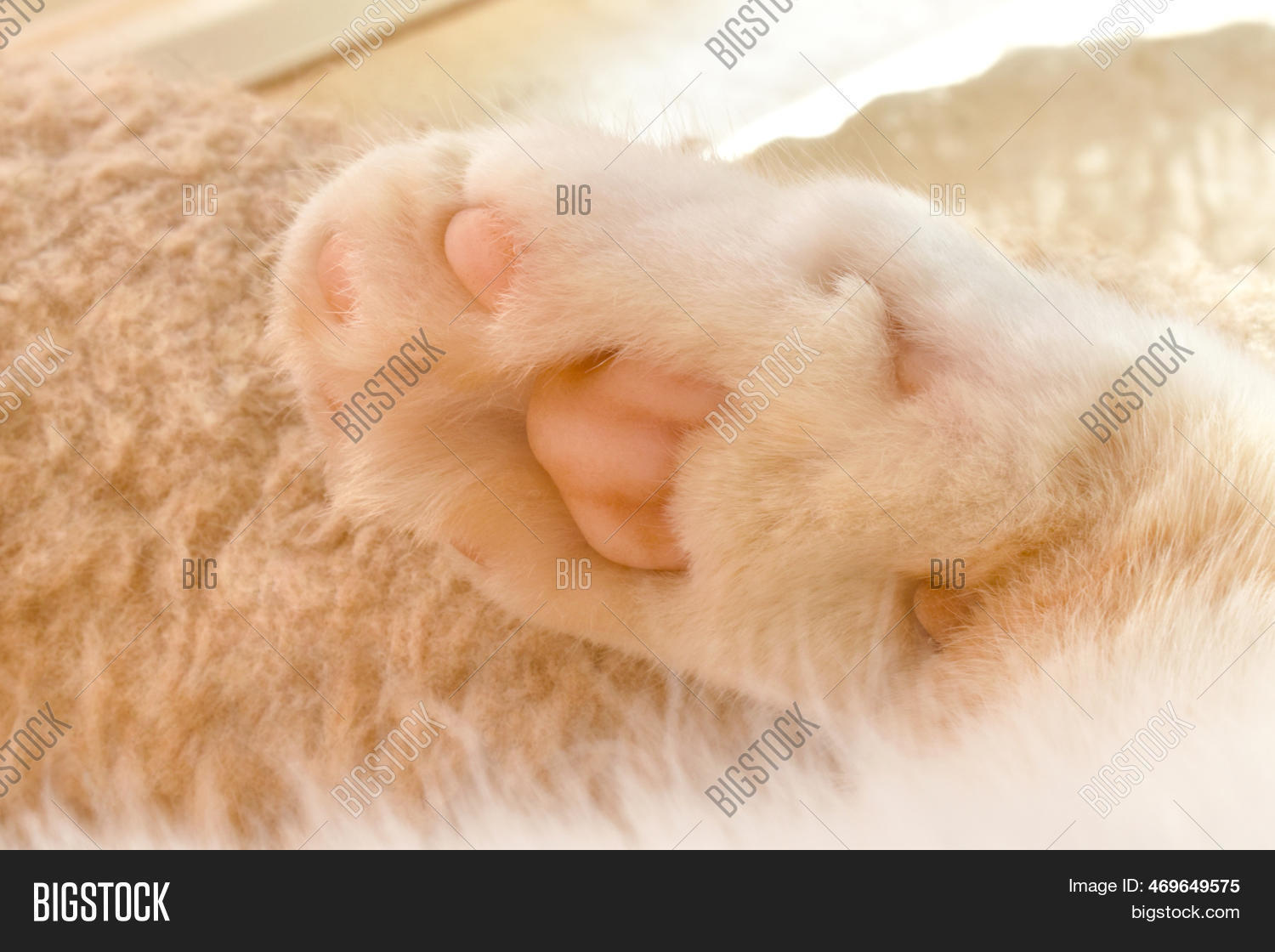Cat Toe Beans On Bed. Image & Photo (Free Trial) | Bigstock