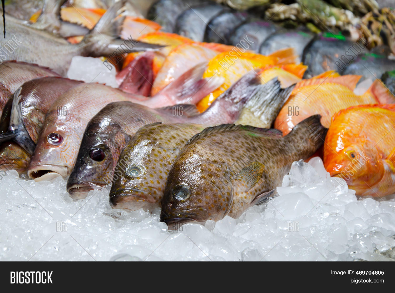 Fresh Fish On Counter Image & Photo (Free Trial) | Bigstock