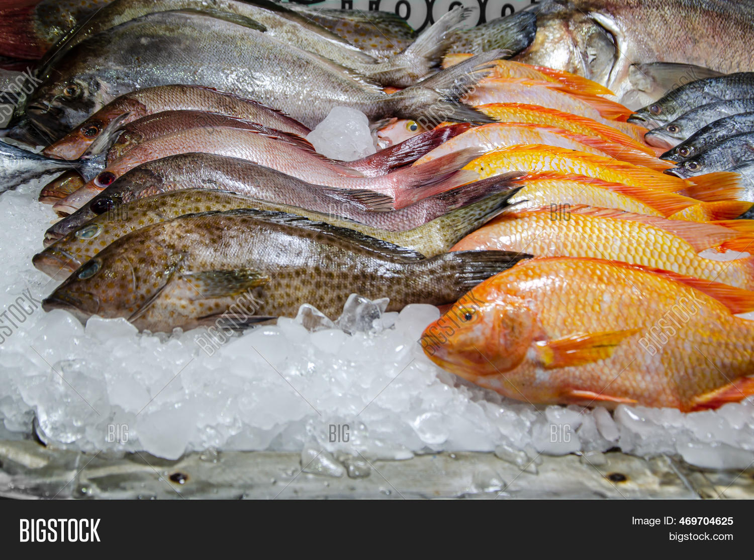 Fresh Fish On Counter Image & Photo (Free Trial) | Bigstock