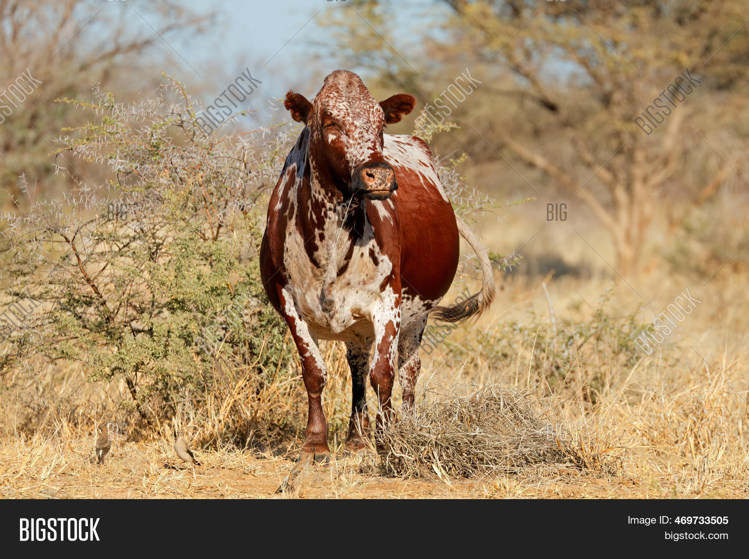 Free-range Sanga Cow Image & Photo (Free Trial) | Bigstock