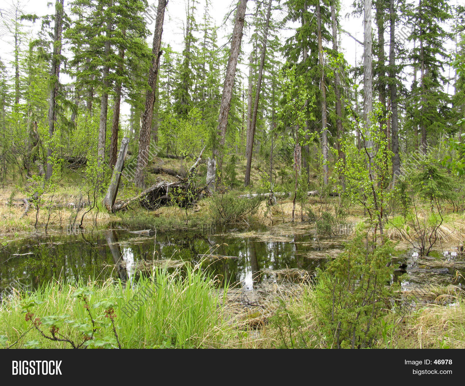 Bog Siberian Taiga Image & Photo (Free Trial) | Bigstock