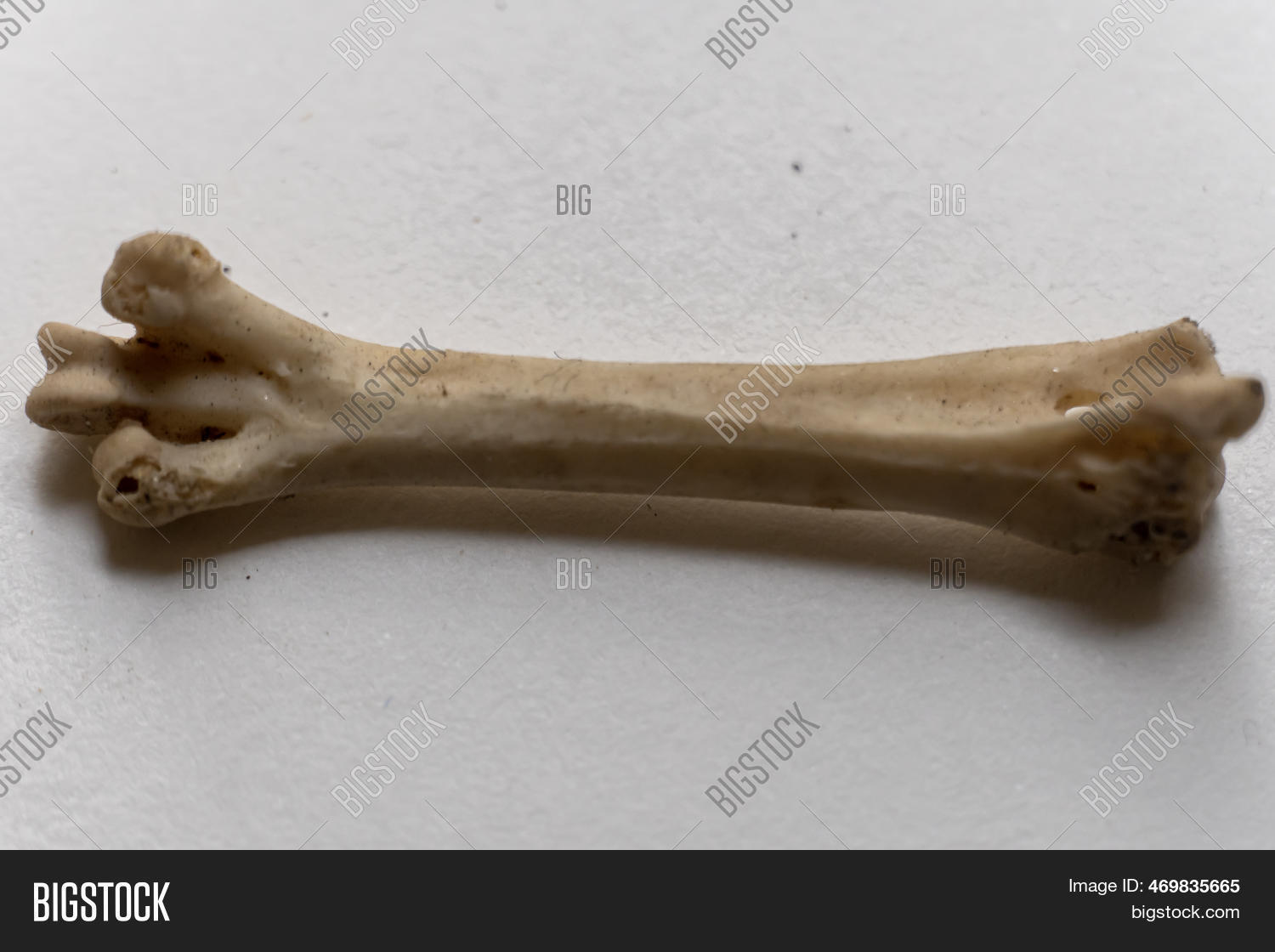 Portrait View Image & Photo (Free Trial) | Bigstock
