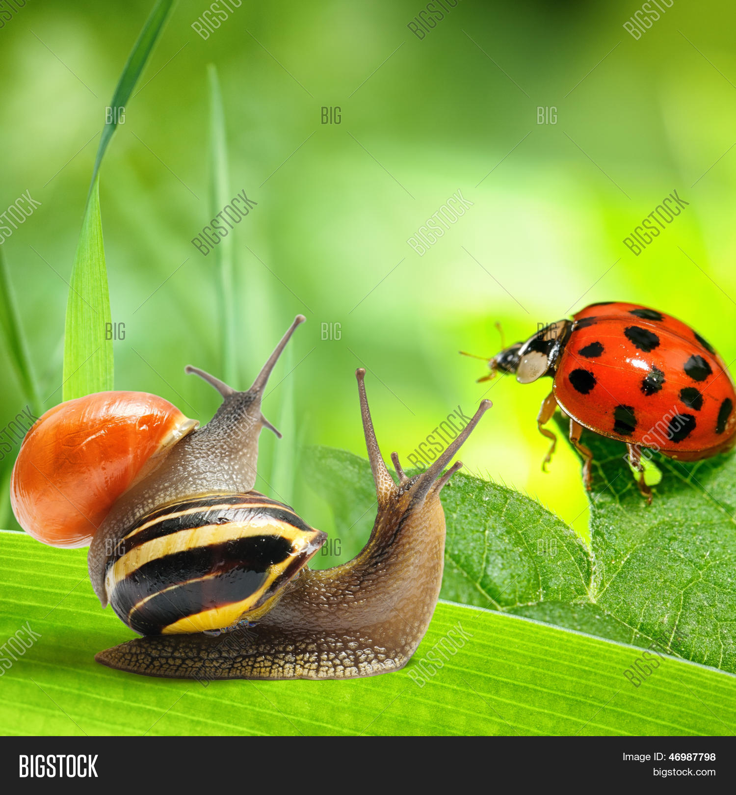 Two Snails Ladybug Image & Photo (Free Trial) | Bigstock