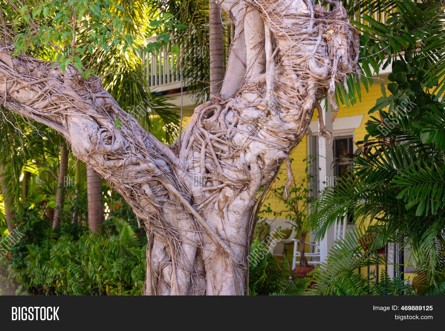 Intertwined Tree Image & Photo (Free Trial) | Bigstock