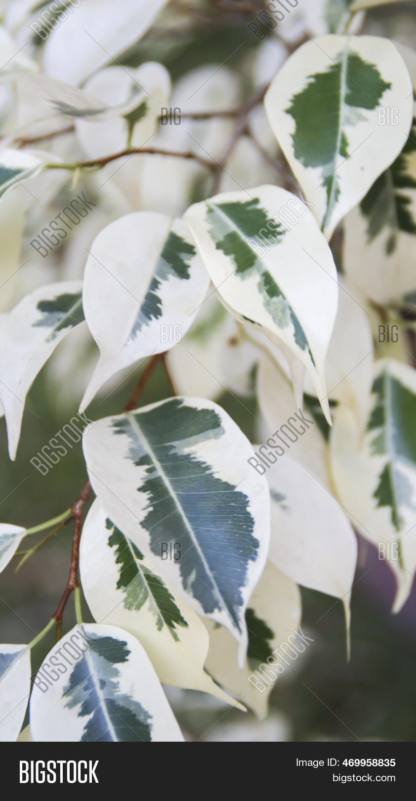 Variegated Ficus Image & Photo (Free Trial) | Bigstock