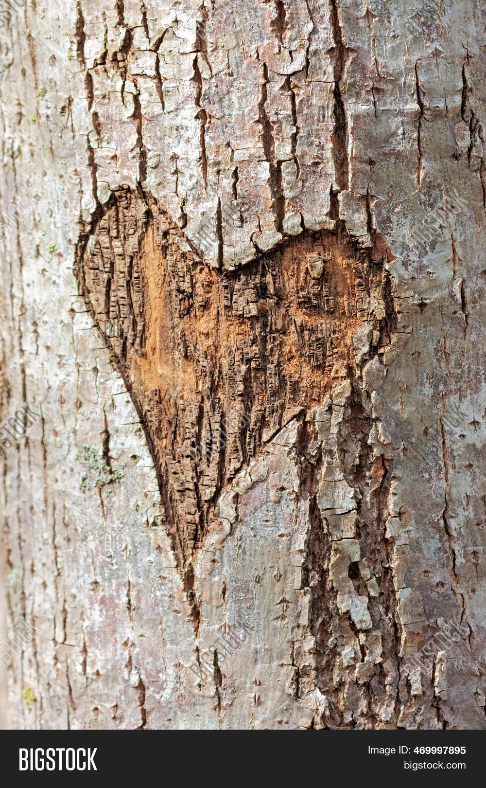 Heart Carved Into Tree Image & Photo (Free Trial) | Bigstock