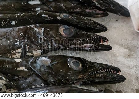 Saber Tooth Barracuda