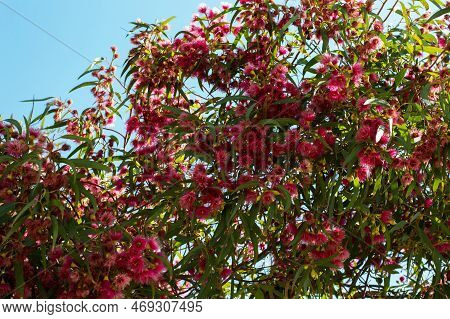 Red Flowers Gum Tree Image & Photo (Free Trial) | Bigstock