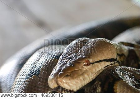 Longest Snake World - Image & Photo (Free Trial) | Bigstock