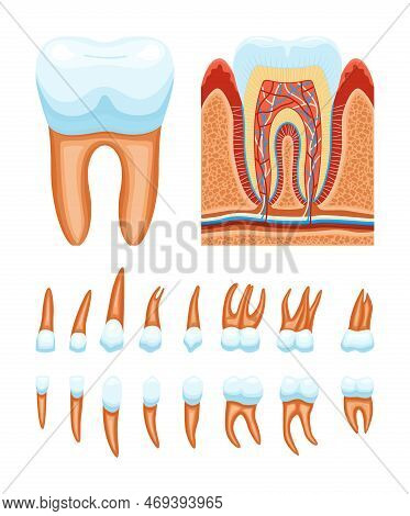 Teeth Anatomy Set Vector & Photo (Free Trial) | Bigstock