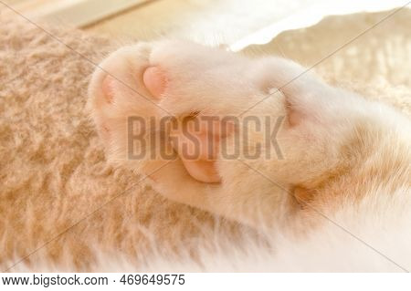Cat Toe Beans On Bed. Image & Photo (Free Trial) | Bigstock