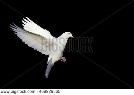 White Dove Flying Image & Photo (Free Trial) | Bigstock