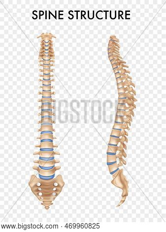 Spinal Column Anatomy Vector & Photo (Free Trial) | Bigstock