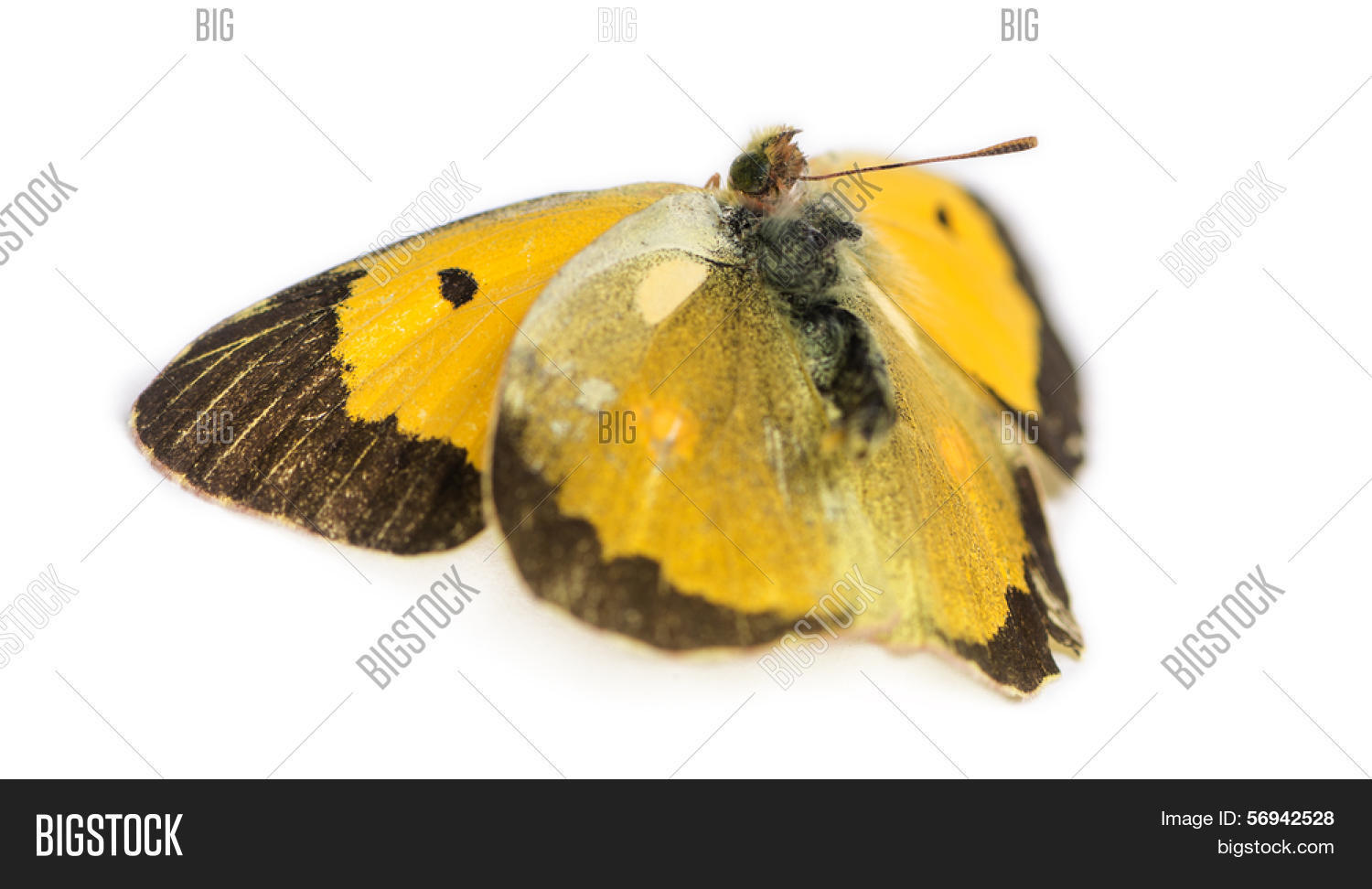 Dead Butterfly After Image & Photo (Free Trial) | Bigstock
