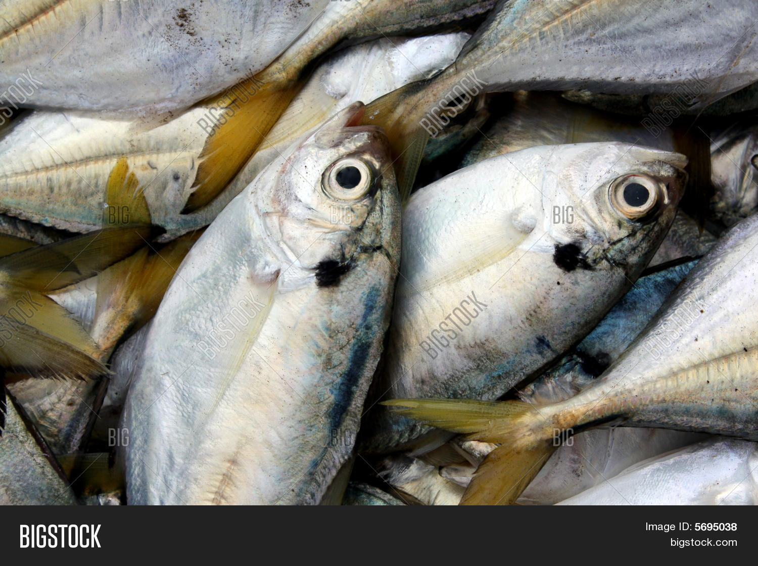 Yellow Fish Fins Image & Photo (Free Trial) | Bigstock