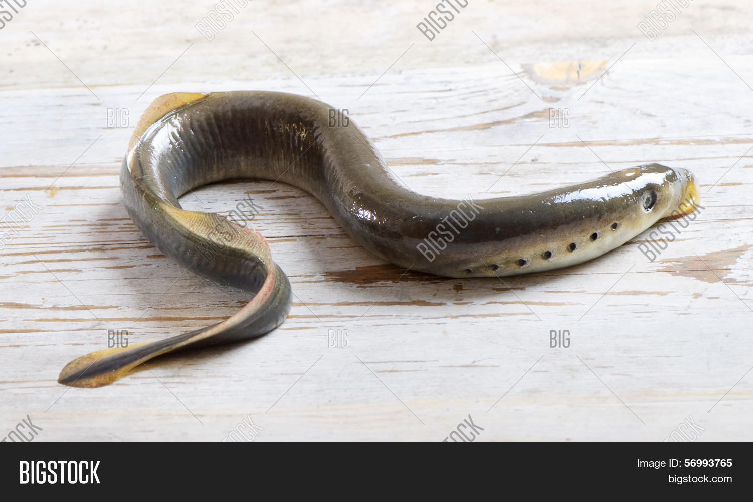 Lamprey Image & Photo (Free Trial) | Bigstock