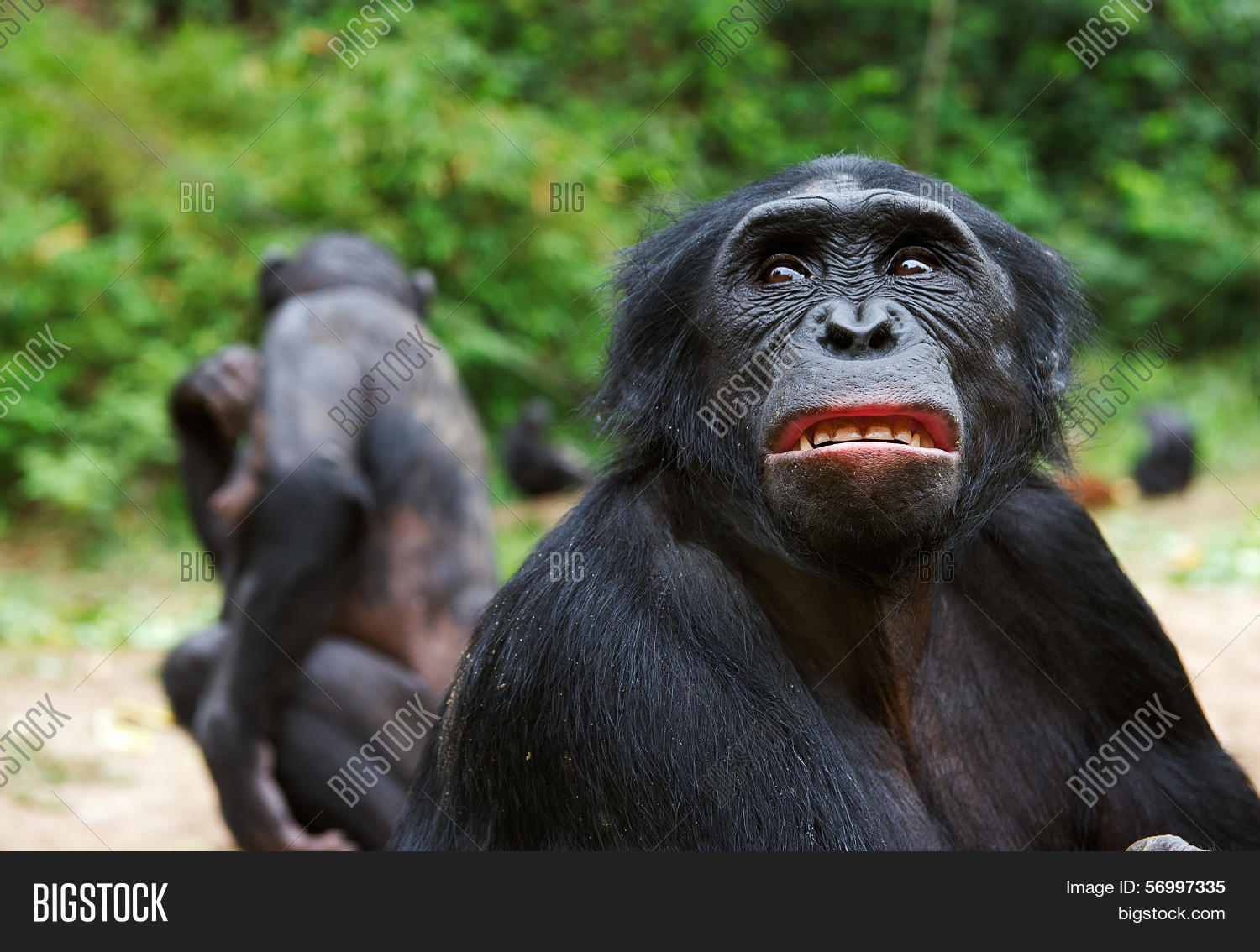 Bonobo ( Pan Paniscus Image & Photo (Free Trial) | Bigstock
