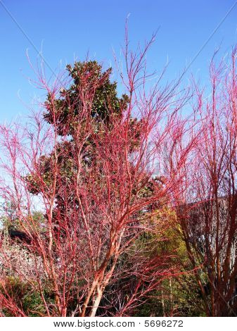 Trees Bright Red Image & Photo (Free Trial) | Bigstock