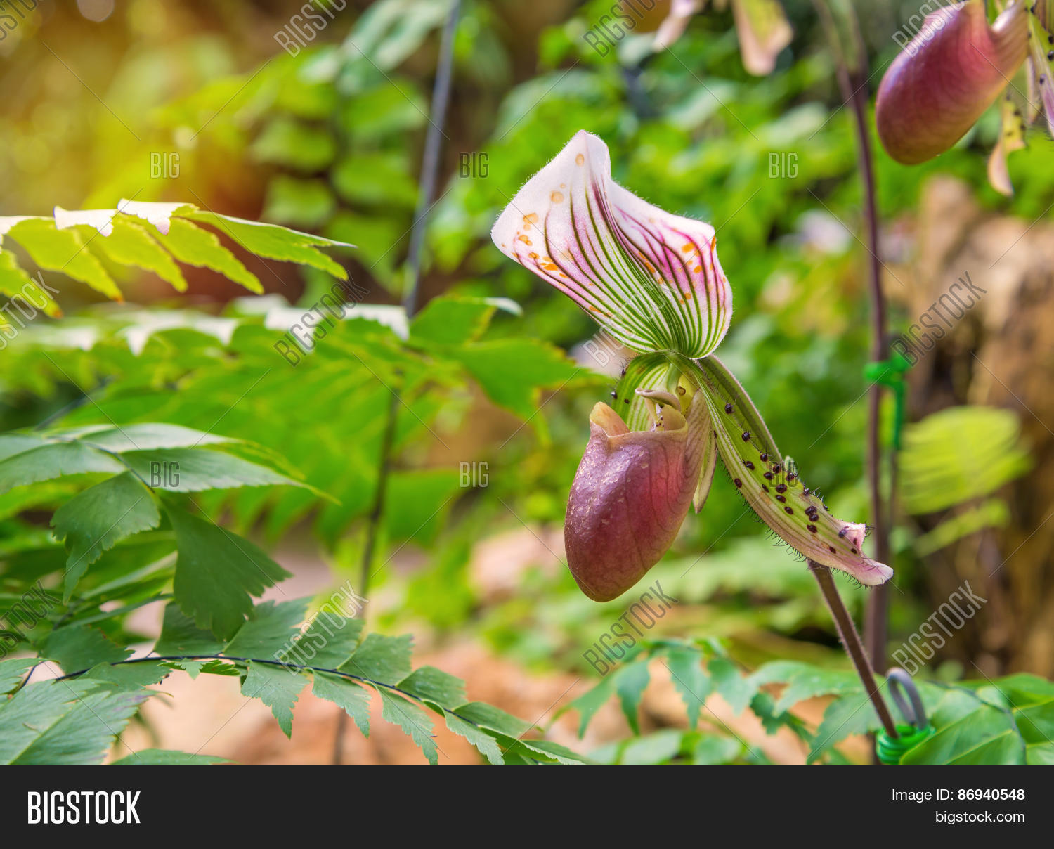 Lady's Slipper Orchid Image & Photo (Free Trial) | Bigstock