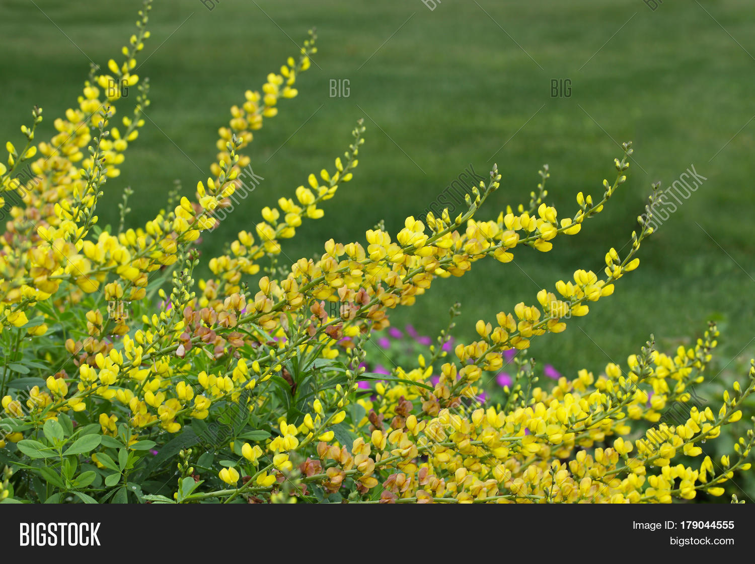 Yellow Flowering Baptisia