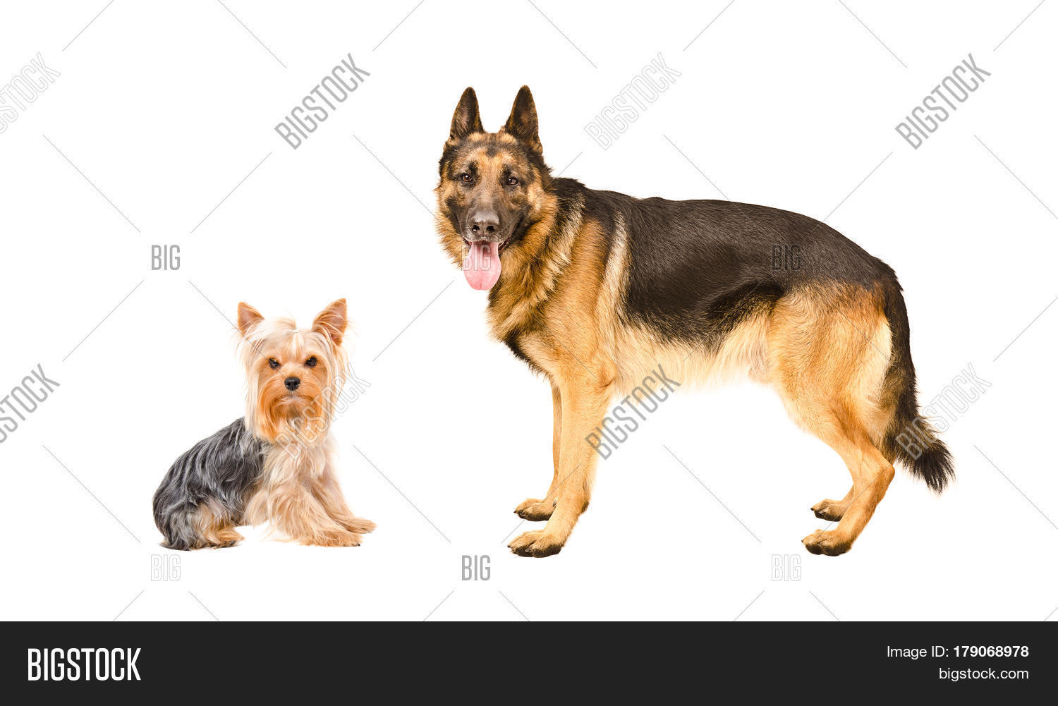 Yorkshire Terrier Image & Photo (Free Trial) | Bigstock