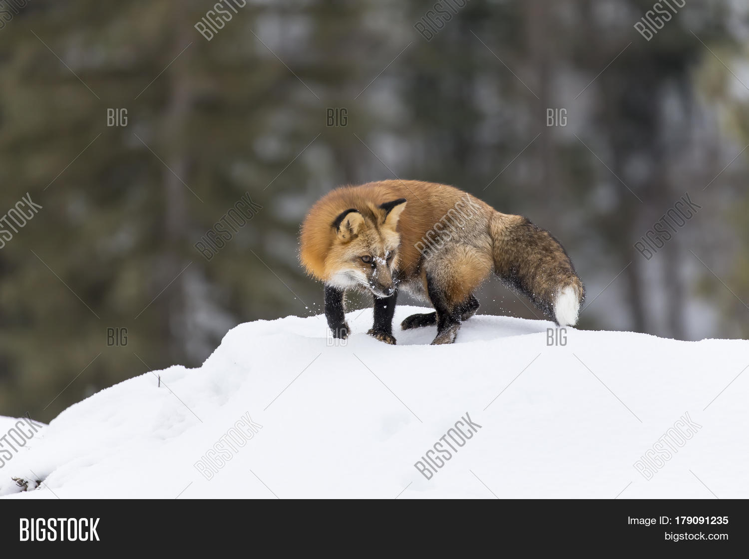Red Fox Hunts Prey Image & Photo (Free Trial) | Bigstock
