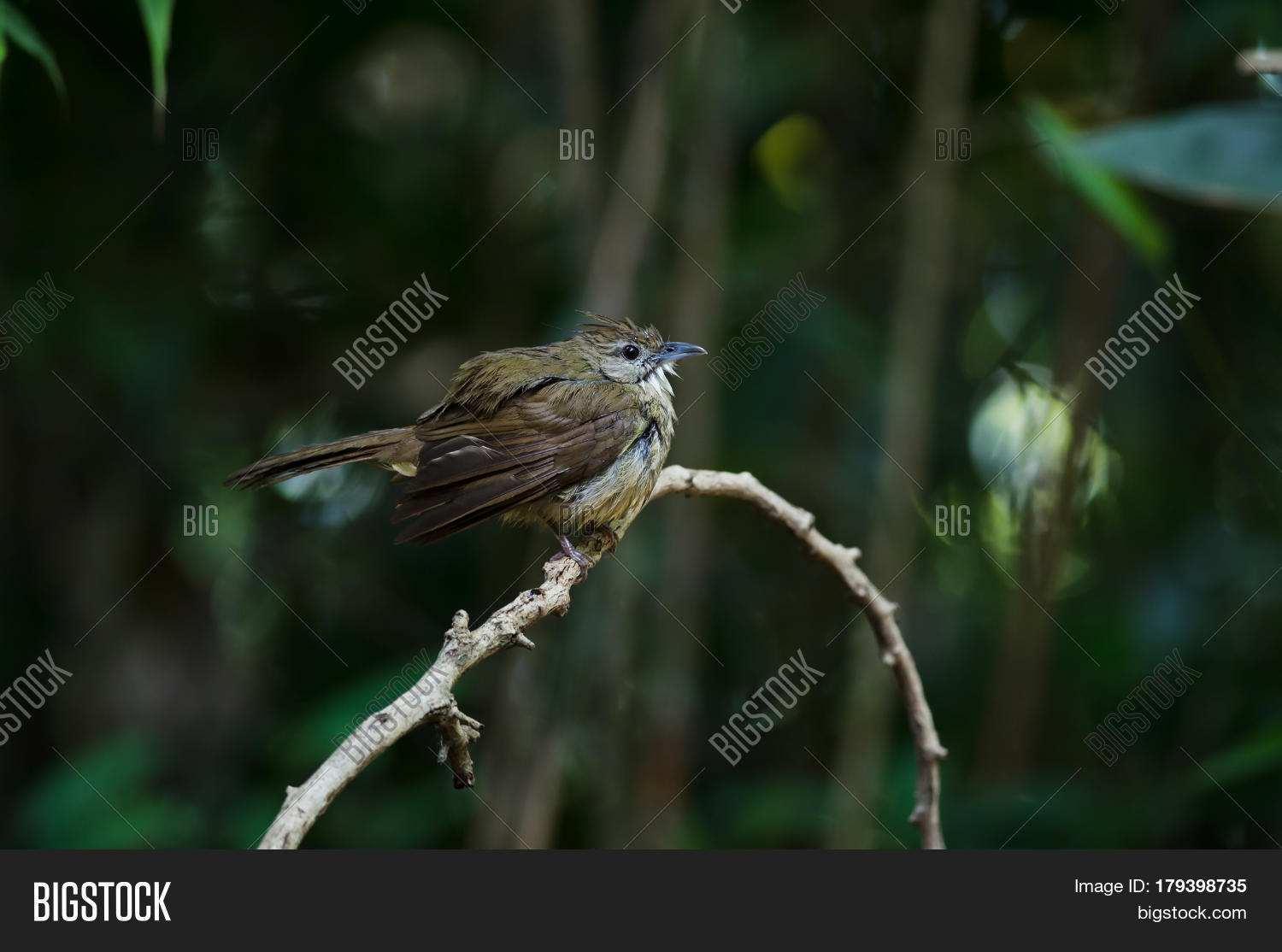Ochraceous Bulbul Bird Image & Photo (Free Trial) | Bigstock