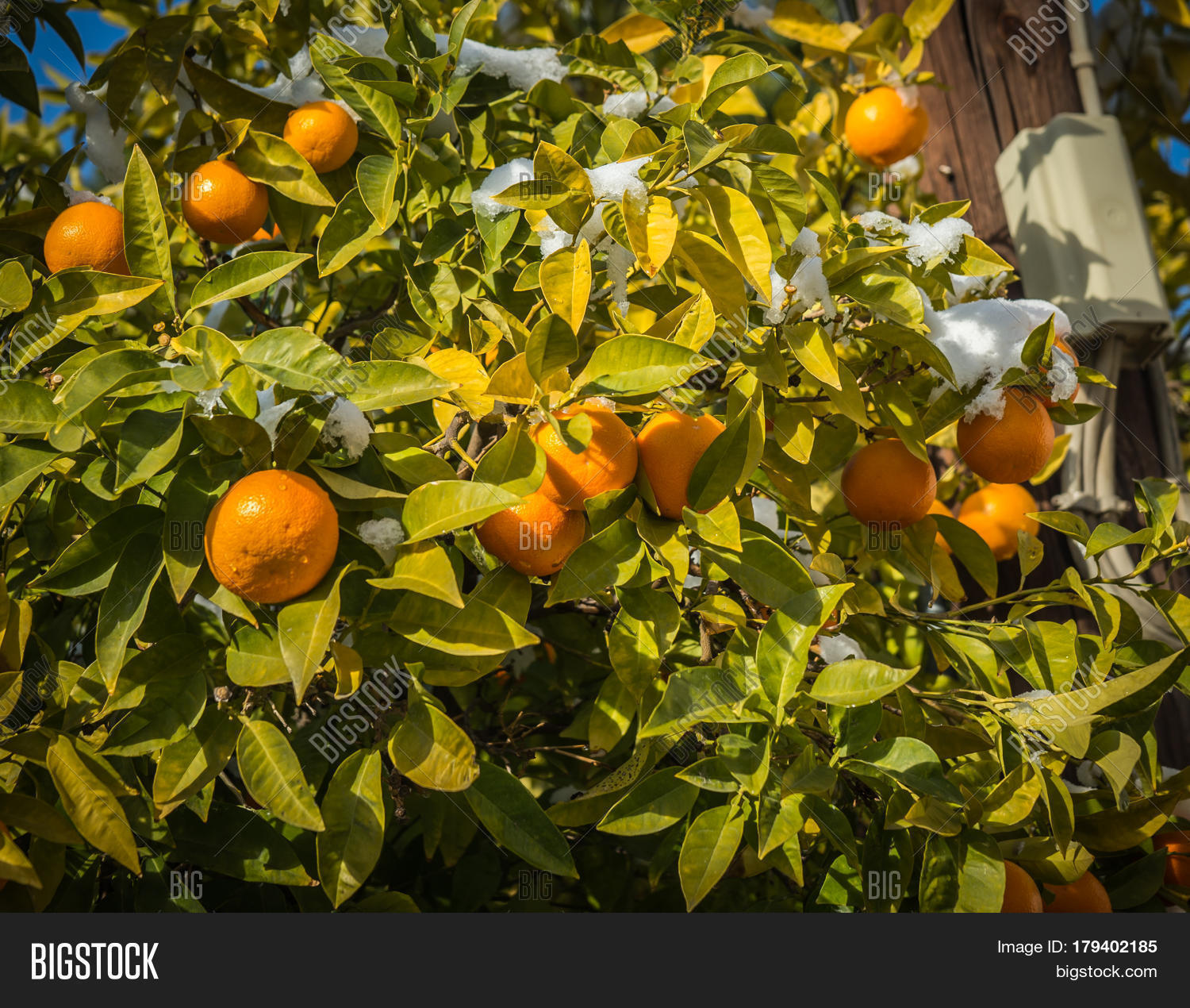Oranges Snow - Snow Image & Photo (Free Trial) | Bigstock