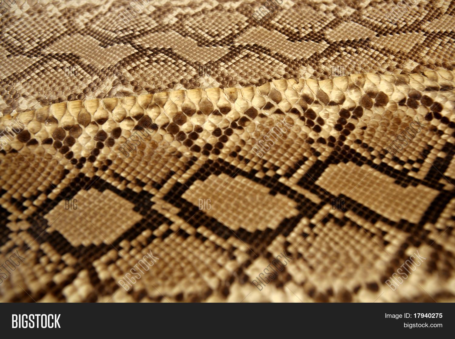 Background Snake Skin Image & Photo (Free Trial) | Bigstock