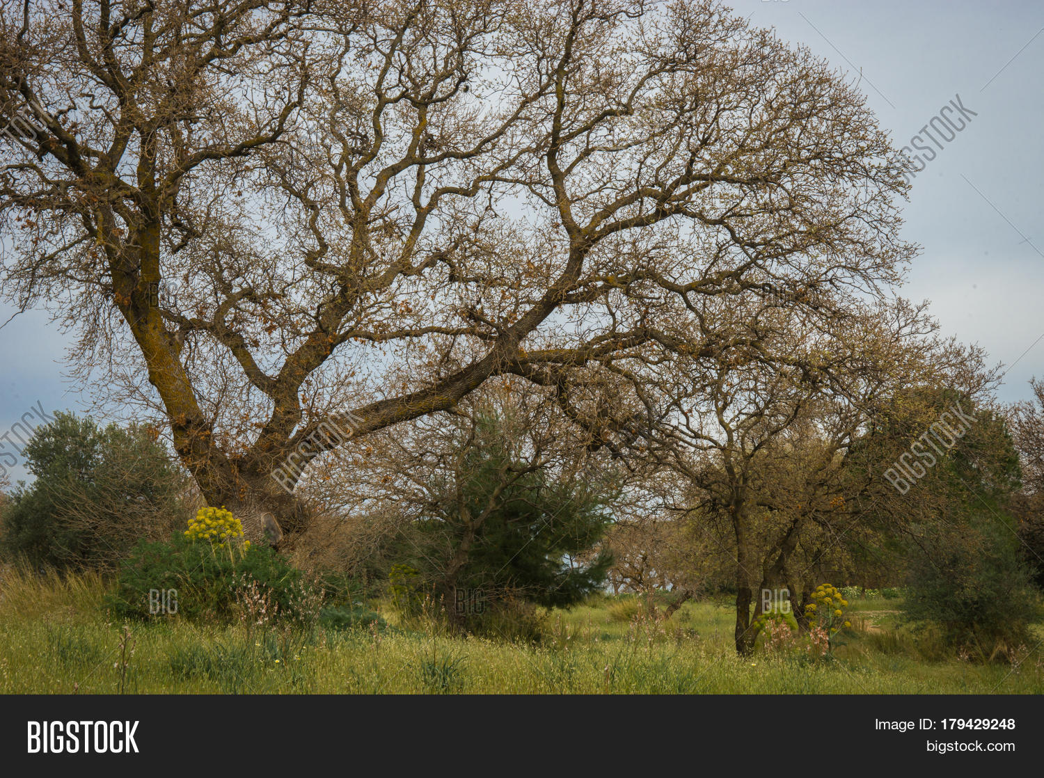 Scenic Landscape Trees Image & Photo (Free Trial) | Bigstock