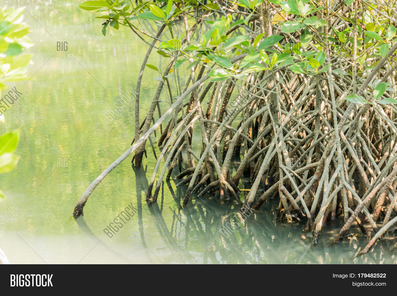 Mangroves Stilt Prob Image & Photo (Free Trial) | Bigstock