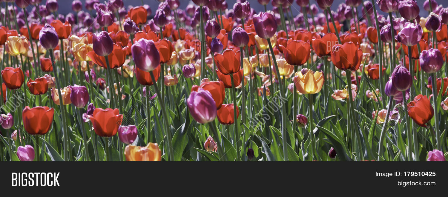 Wide Panoramic View Image & Photo (Free Trial) | Bigstock