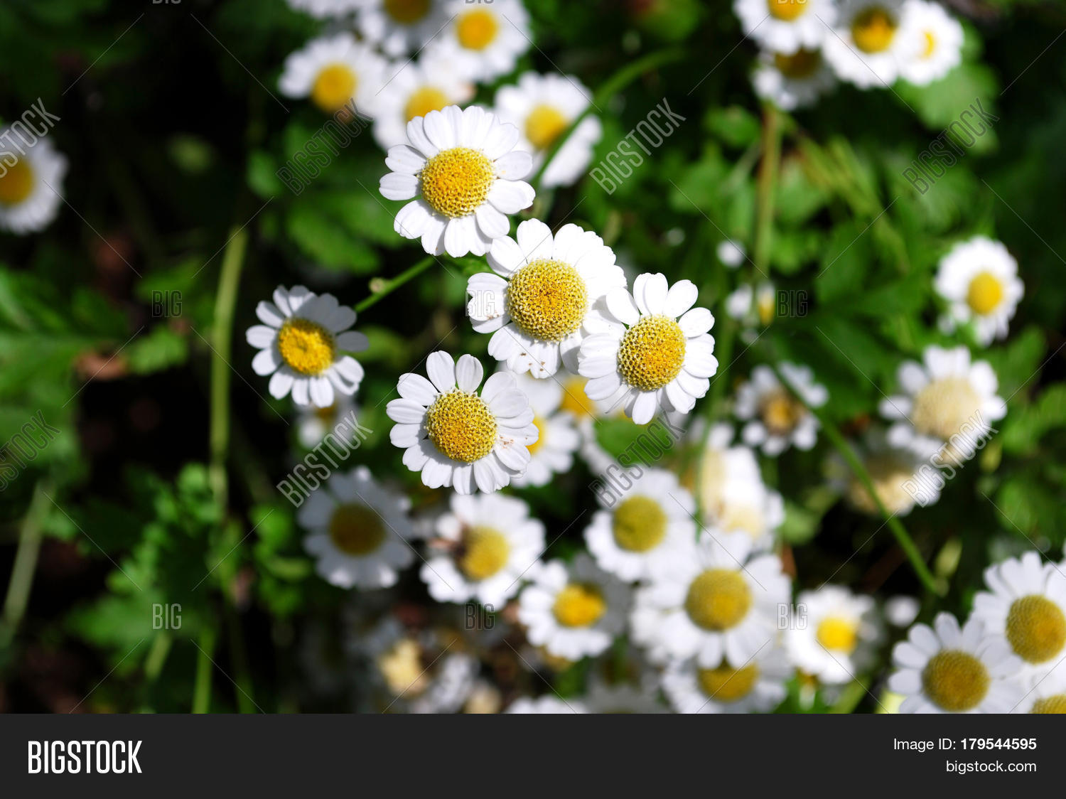 Feverfew Wild Flowers Image & Photo (Free Trial) | Bigstock