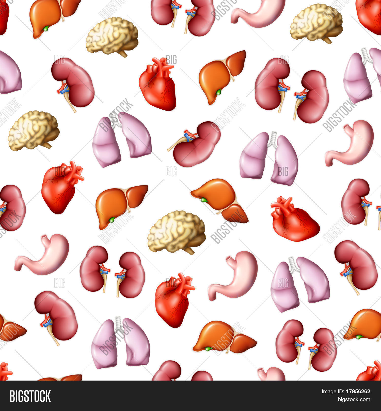 Vector y foto Vísceras Humanas, (prueba gratis) | Bigstock