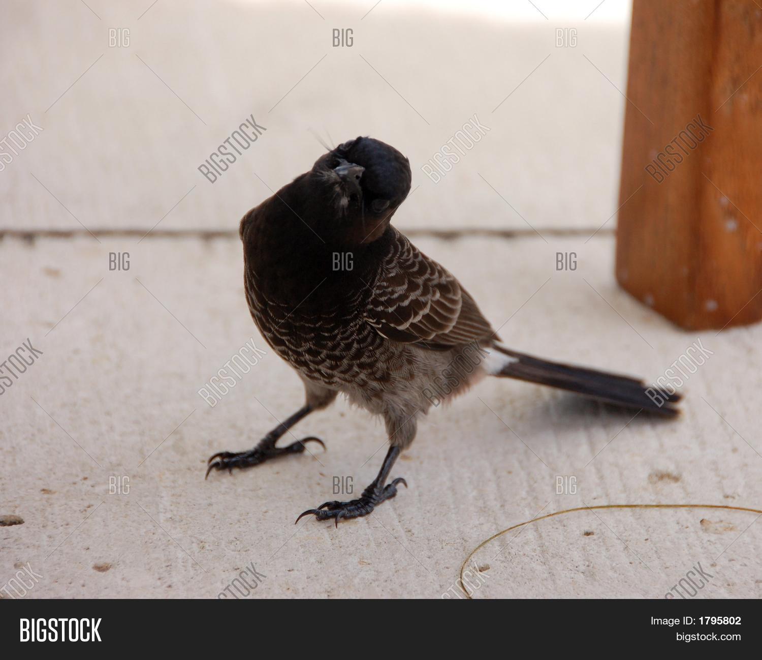 Confused Bird Moorea Image & Photo (Free Trial) | Bigstock