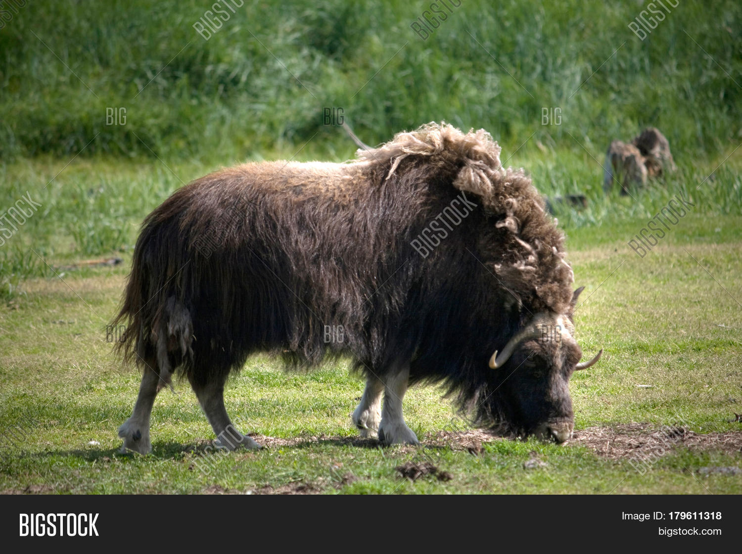 Grazing Musk Ox Image & Photo (Free Trial) | Bigstock