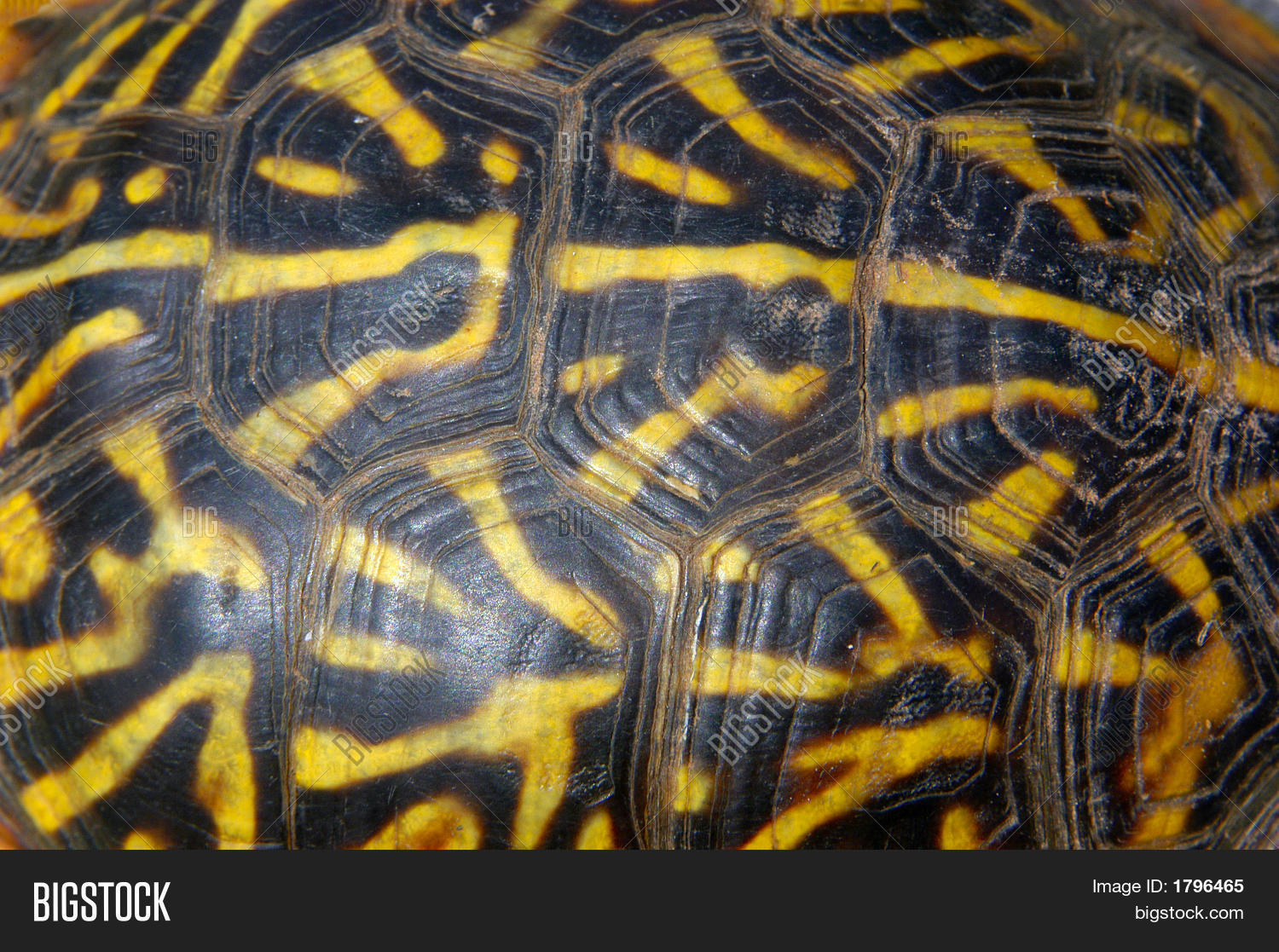 Box Turtle Shell Image & Photo (Free Trial) | Bigstock