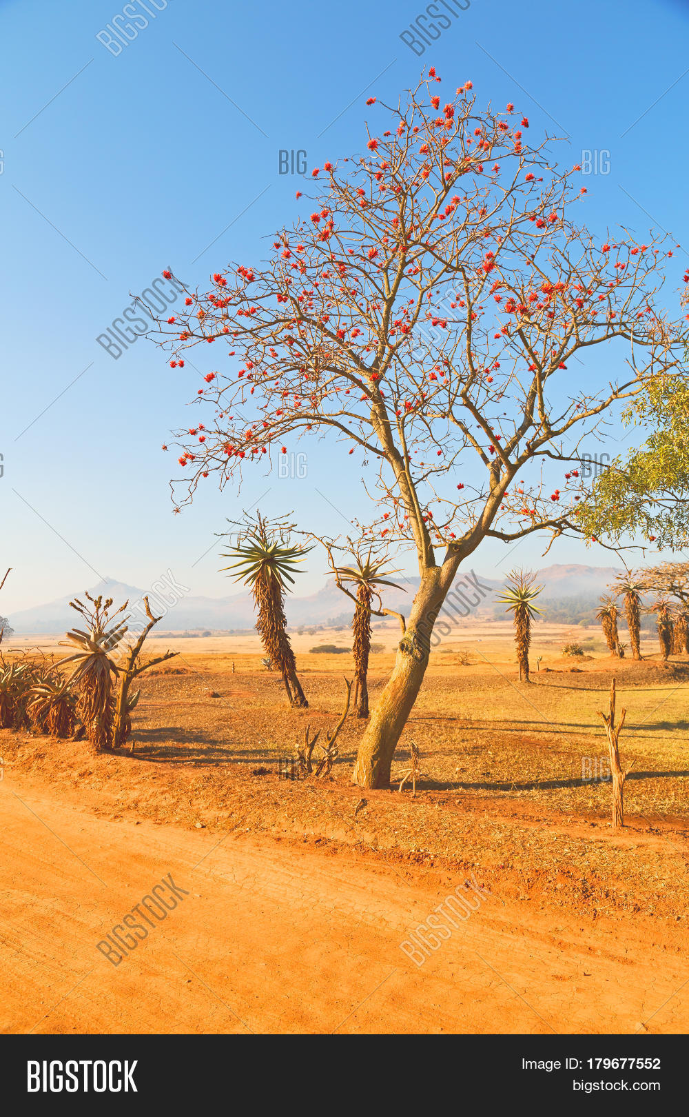 Swaziland Wildlife Image & Photo (Free Trial) | Bigstock