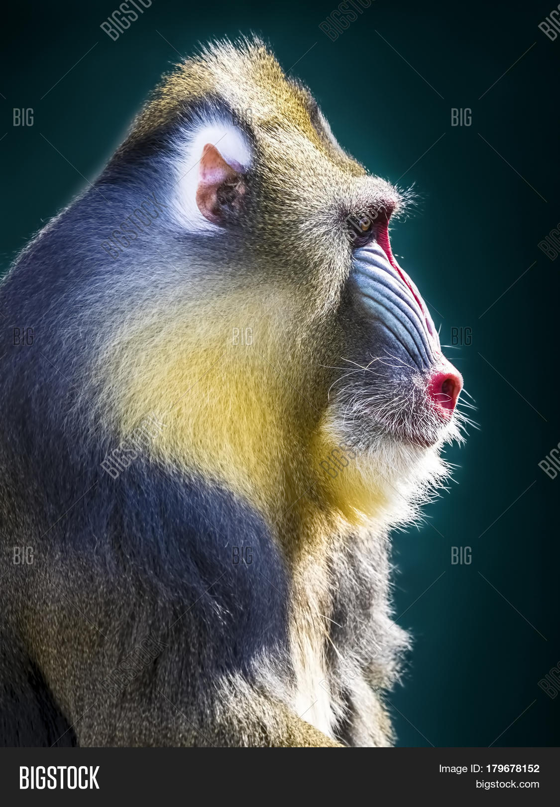 Screaming Mandrill Image & Photo (Free Trial) | Bigstock