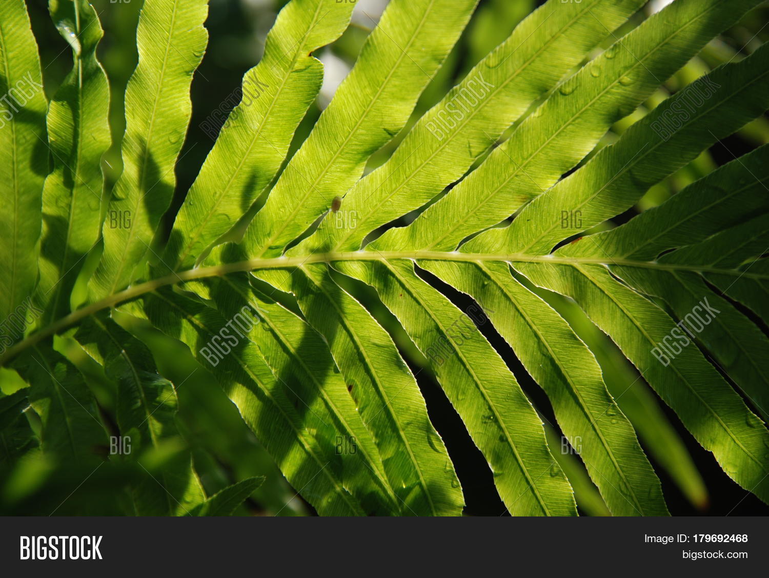 Vegetable Fern Image & Photo (Free Trial) | Bigstock