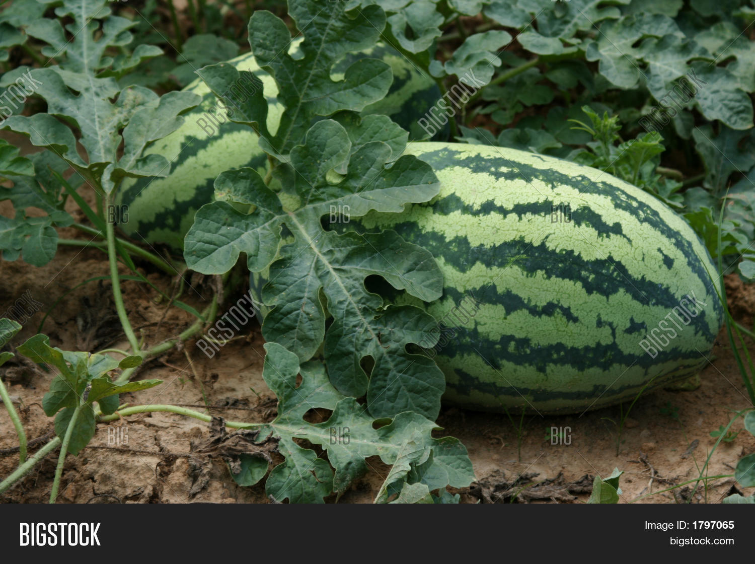 Watermelon Patch Image & Photo (Free Trial) | Bigstock
