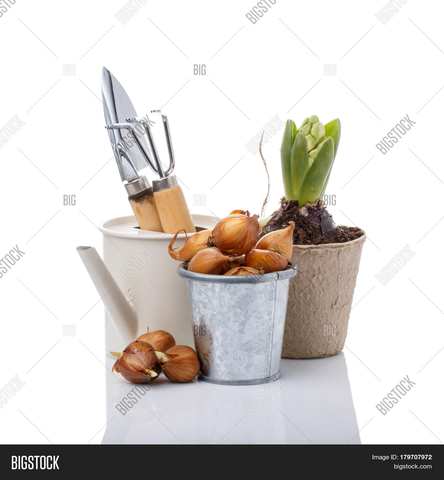Iris Bulbs Potted Image & Photo (Free Trial) | Bigstock