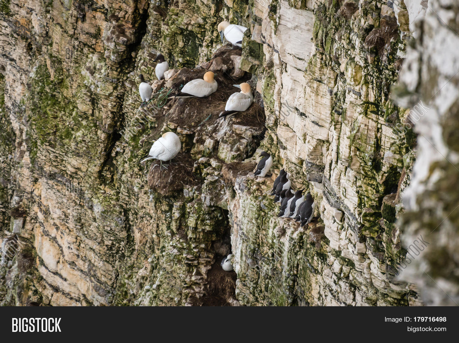 Nesting Seabirds On Image & Photo (Free Trial) | Bigstock