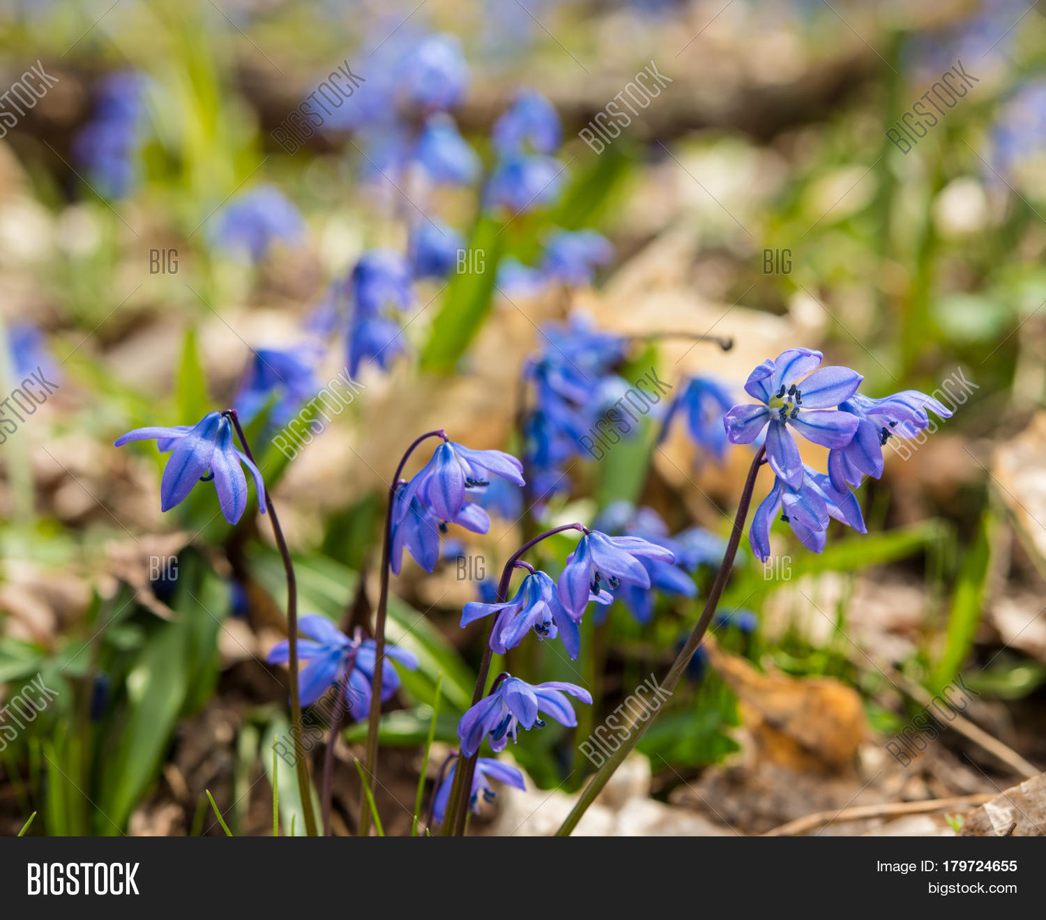 First Spring Flower- Image & Photo (Free Trial) | Bigstock