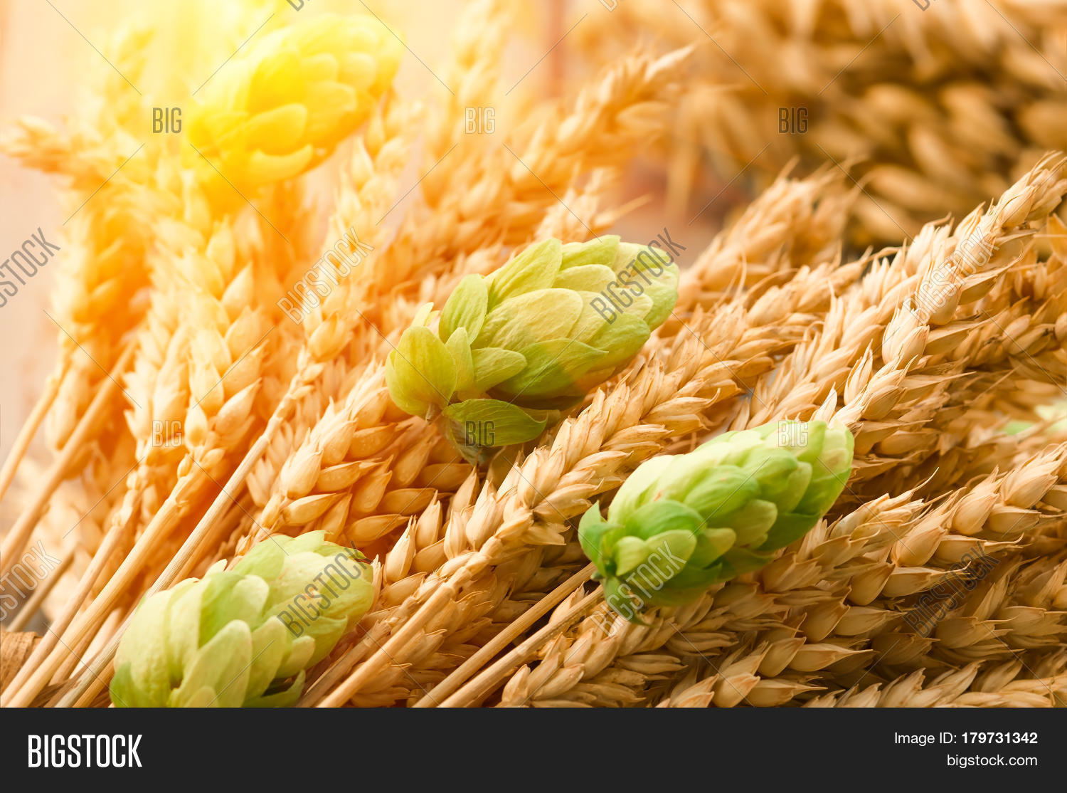 Green Hops Malt Ears Image & Photo (Free Trial) | Bigstock