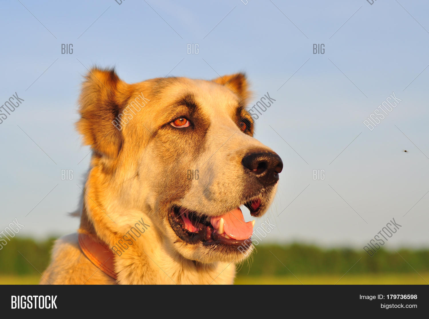 Red-white Dog Sitting Image & Photo (Free Trial) | Bigstock